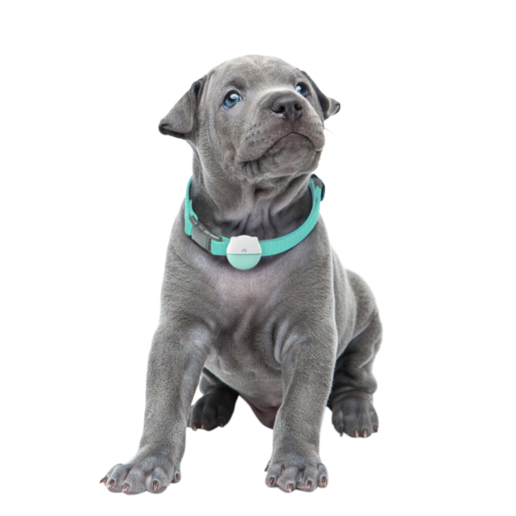 Innovative Technology That Helps Veterinarians Provide Better Care ...